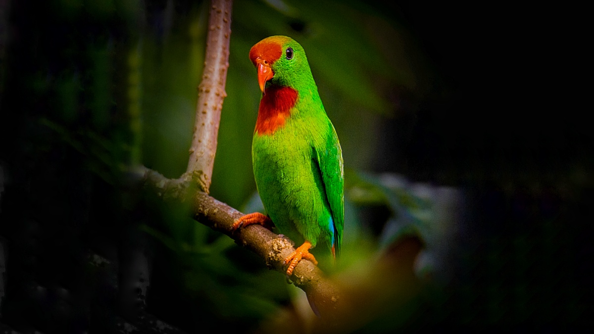 Philippine hanging parrot (Loriculus philippensis) locally known as ...