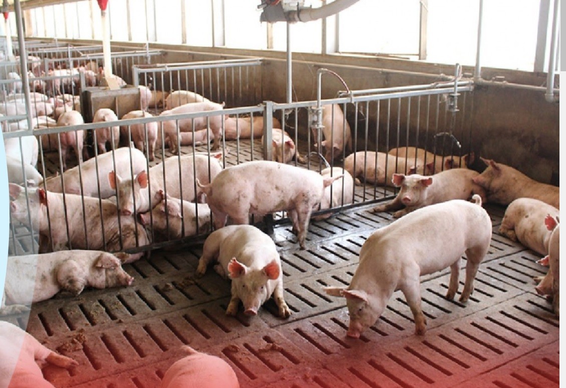 DA, inabisuhan ang publiko sa patuloy na pagtaas ng kaso ng ASF sa ...