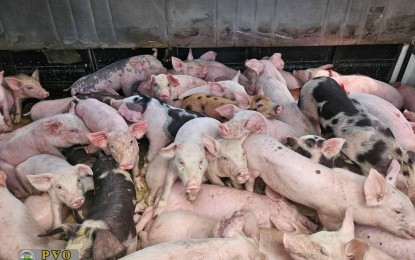 DA pinalakas ang pagmamanman sa mga apektadong lugar ng ASF sa 2 ...